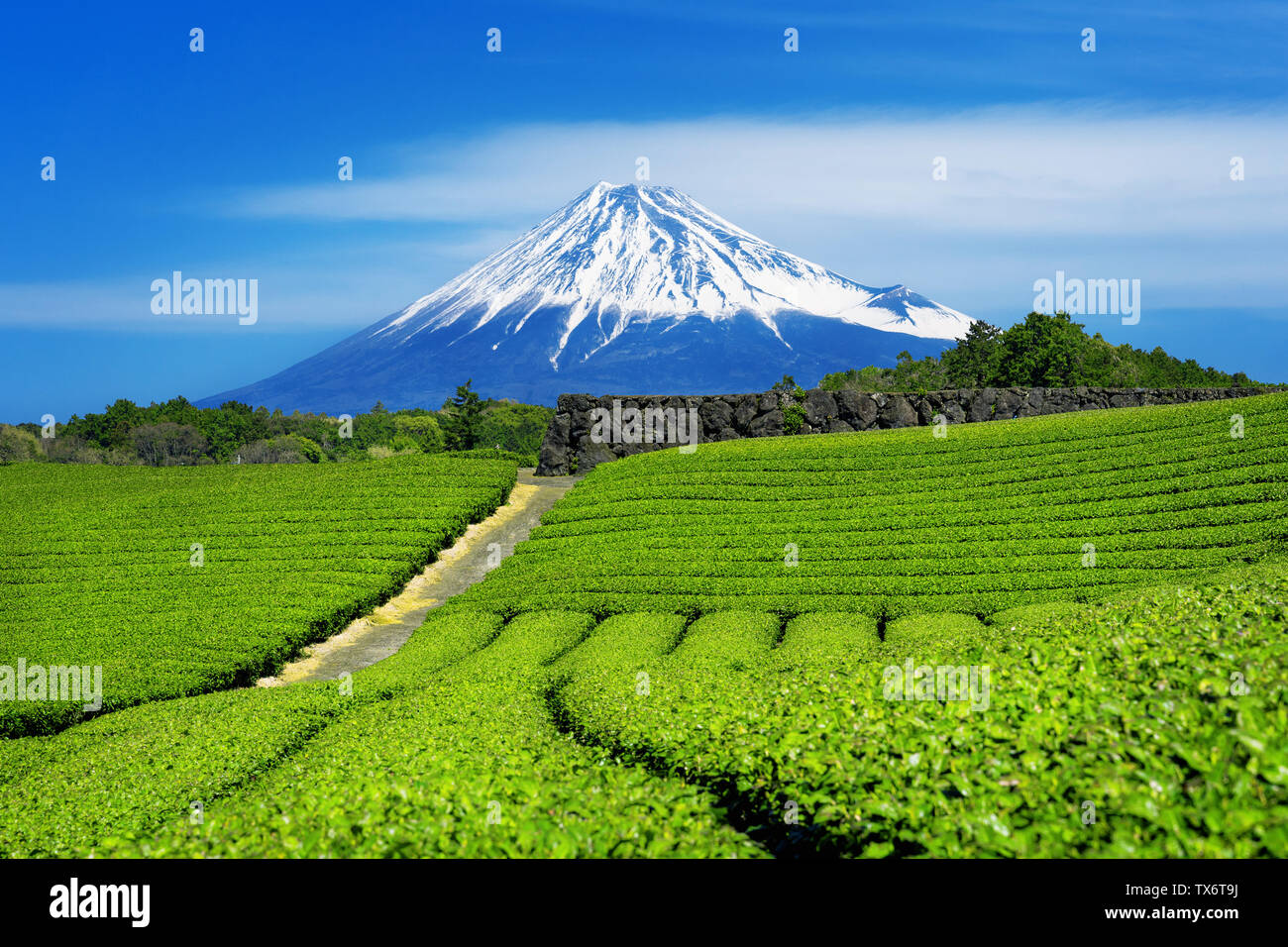 Fuji mountains and green tea plantation in Shizuoka, Japan Stock Photo ...