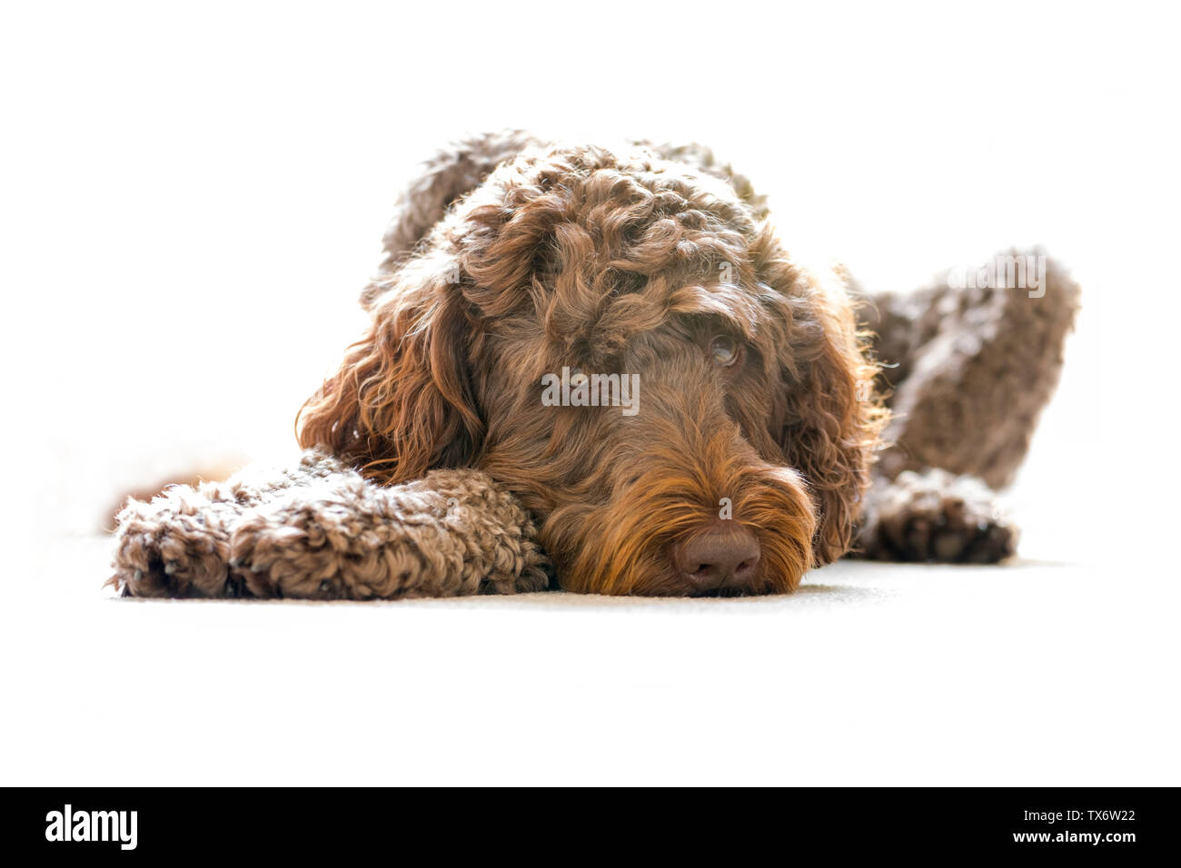 A 4 year old brown male labradoodle lying on the floor Stock Photo - Alamy