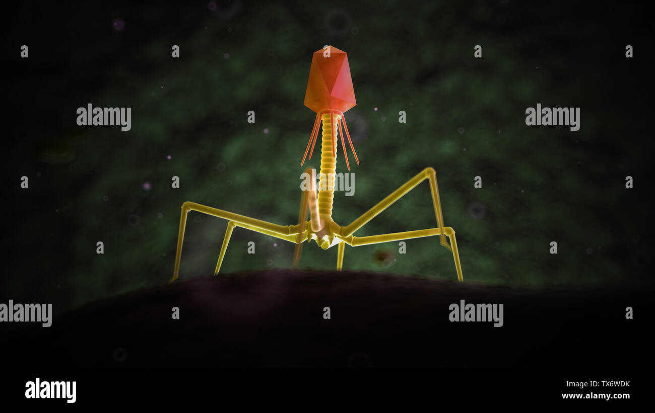 3d rendered medically accurate illustration of bacteriophage Stock ...