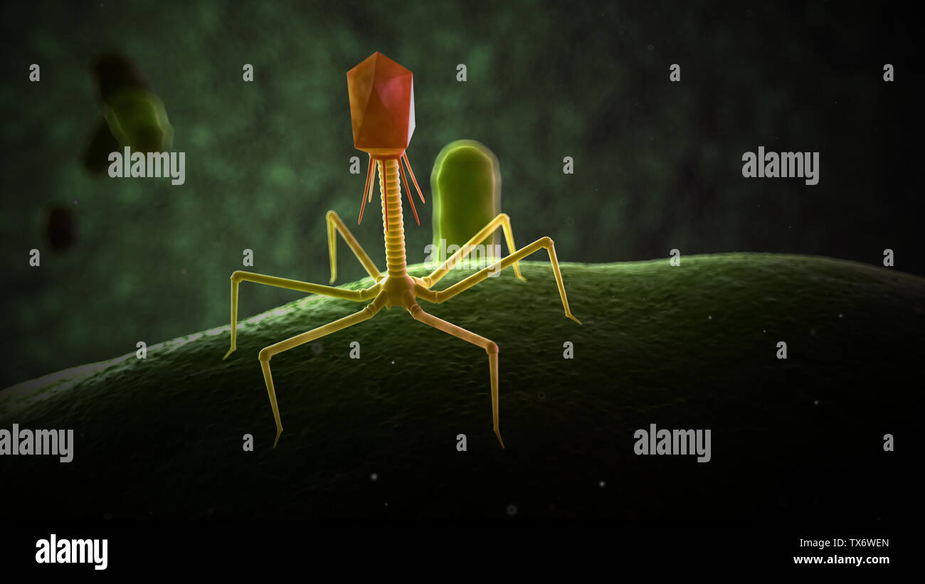 3d rendered medically accurate illustration of bacteriophage Stock ...