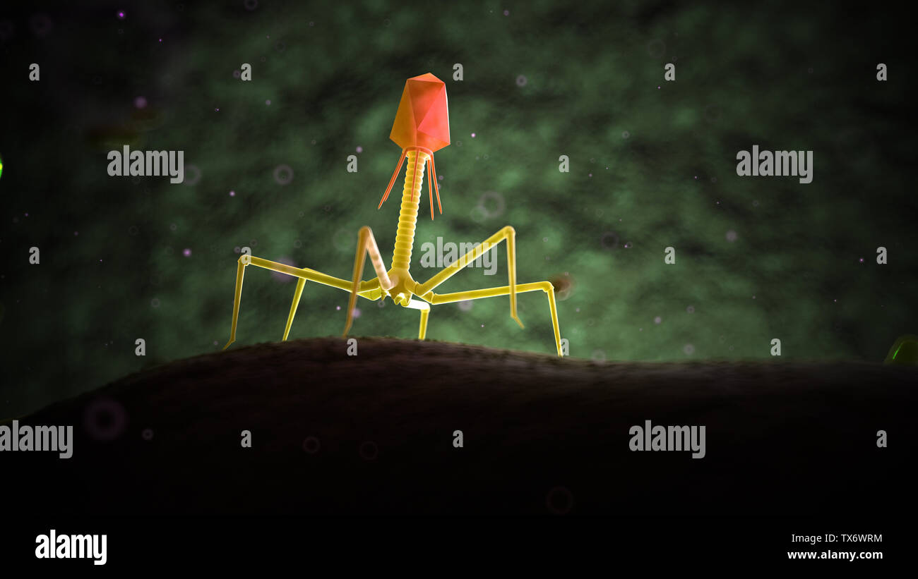 3d rendered medically accurate illustration of bacteriophage Stock ...