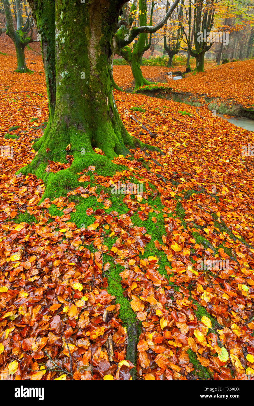 European Beech or Common Beech Forest, Gorbeia Natural Park, Basque ...