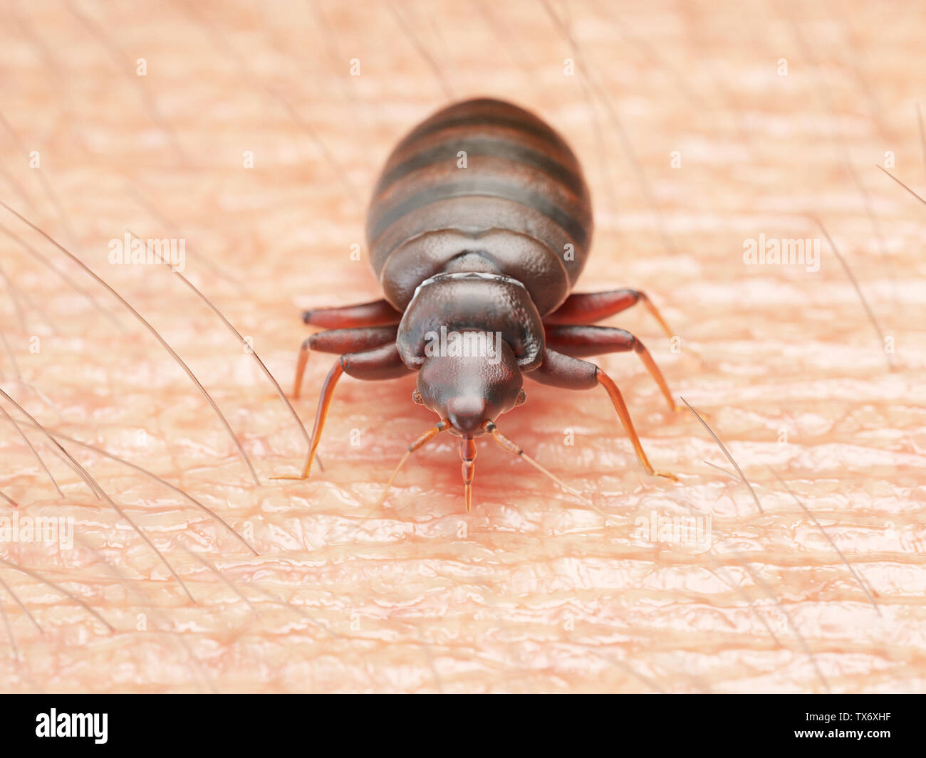 3d rendered medically accurate illustration of a bedbug on human skin ...