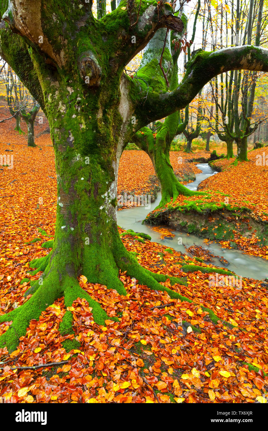 European Beech or Common Beech Forest, Gorbeia Natural Park, Basque ...