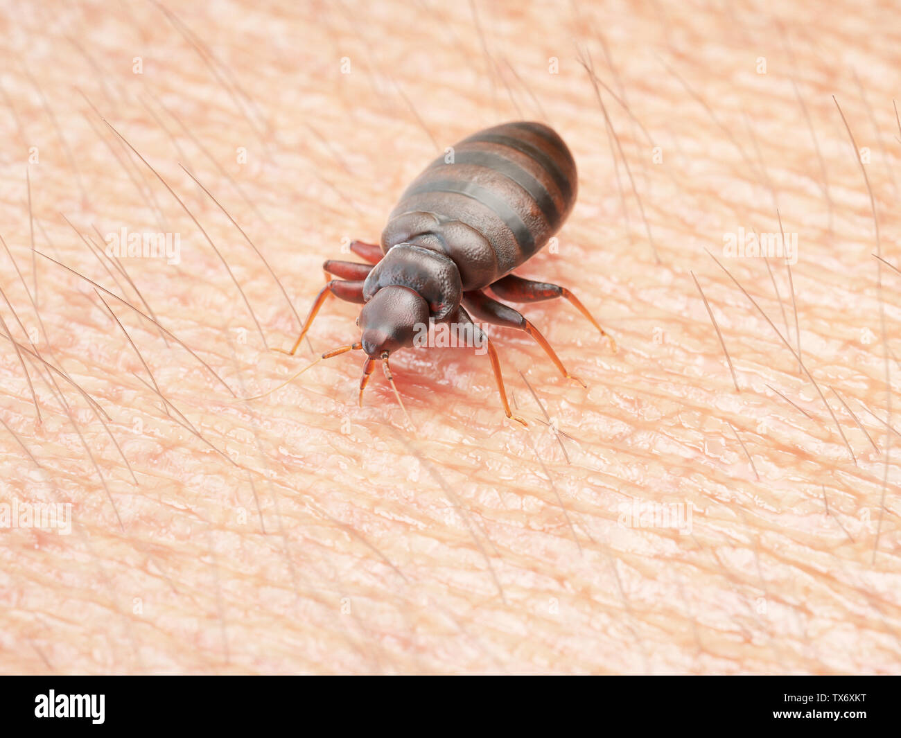 3d rendered medically accurate illustration of a bedbug on human skin ...