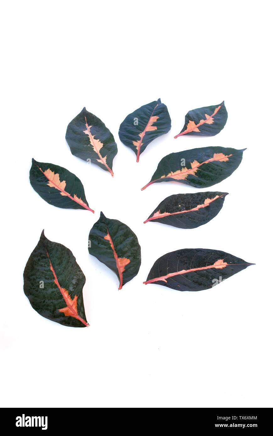 Naga leaves Cut Out Stock Images & Pictures - Alamy
