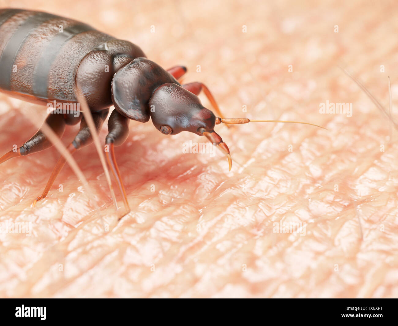3d rendered medically accurate illustration of a bedbug on human skin ...