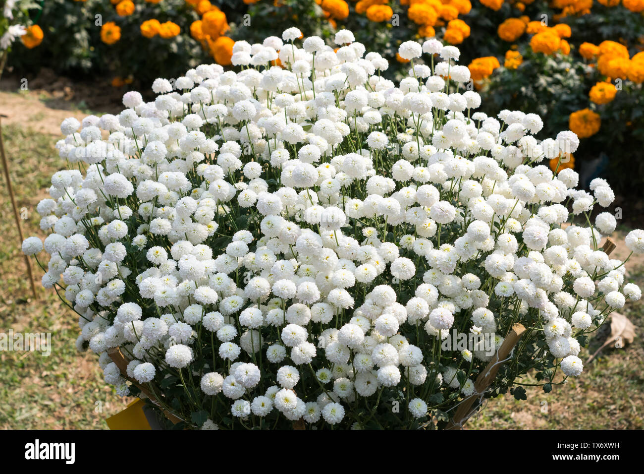 White guldavari flower hi-res stock photography and images - Alamy