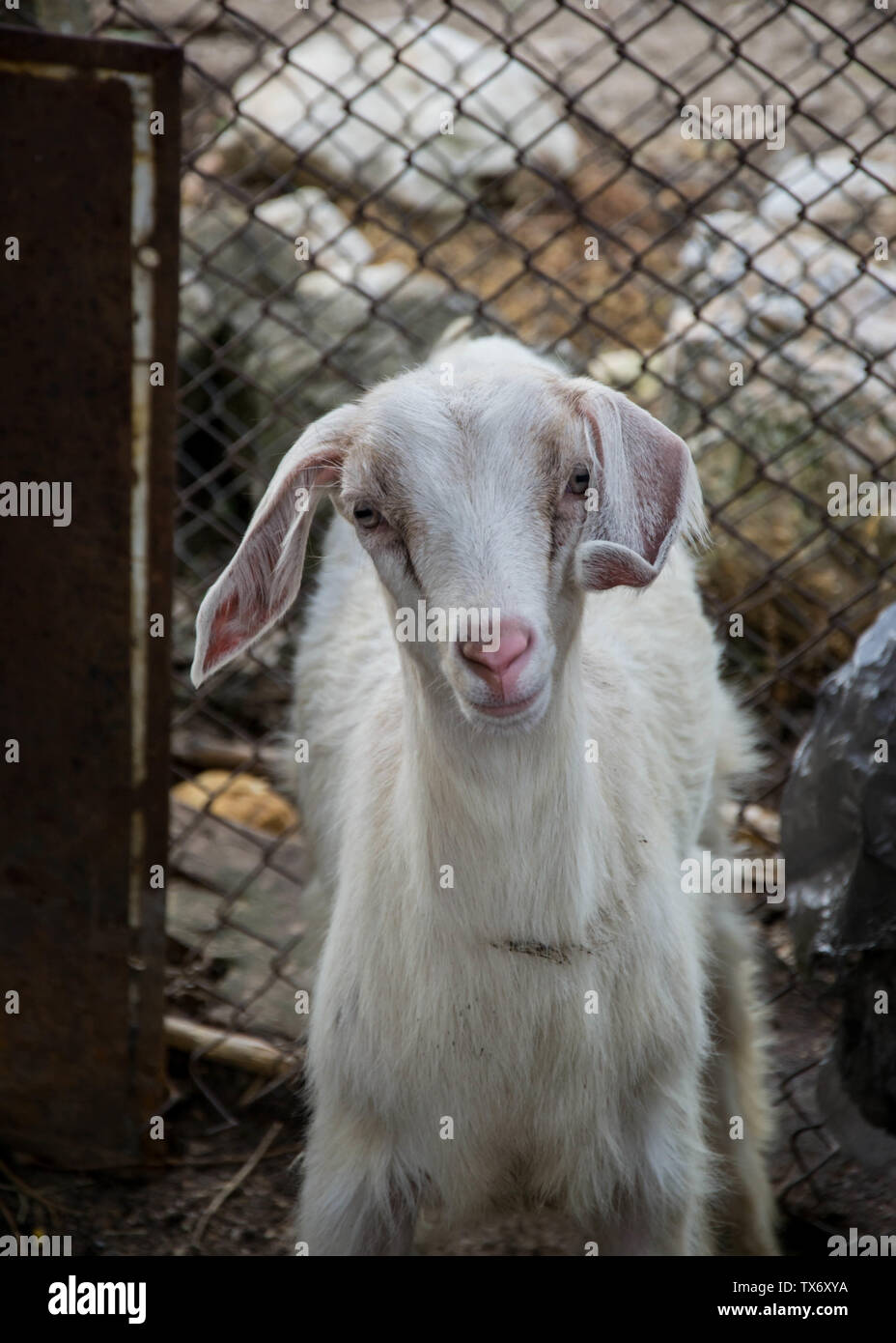 Portrait of a beautiful cute baby goat on the farm, livestock Stock ...