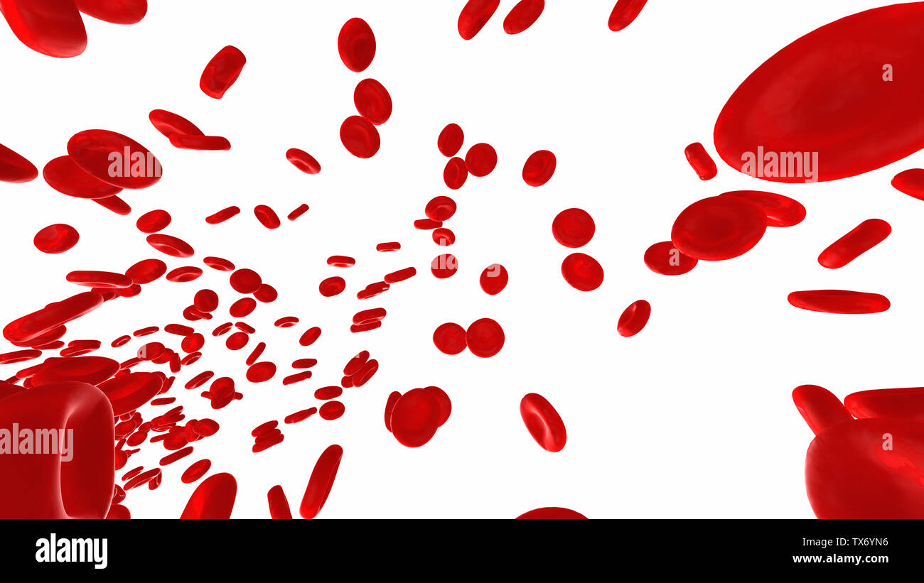 3d rendered medically accurate illustration of human blood cells Stock ...