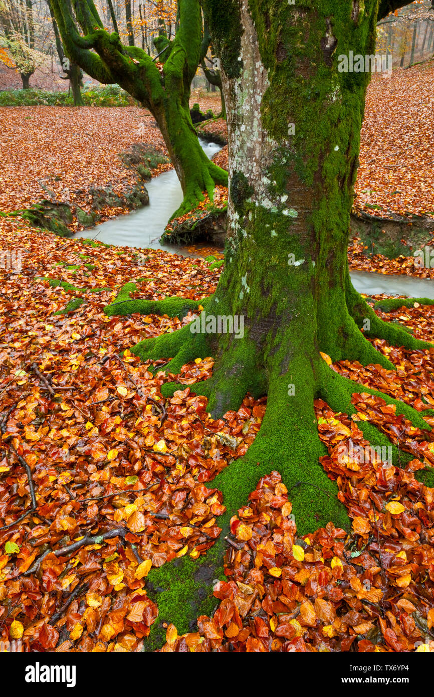 European Beech or Common Beech Forest, Gorbeia Natural Park, Basque ...