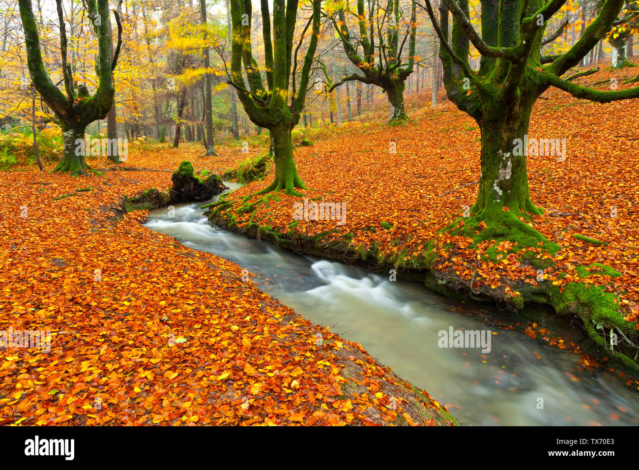 European Beech or Common Beech Forest, Gorbeia Natural Park, Basque ...