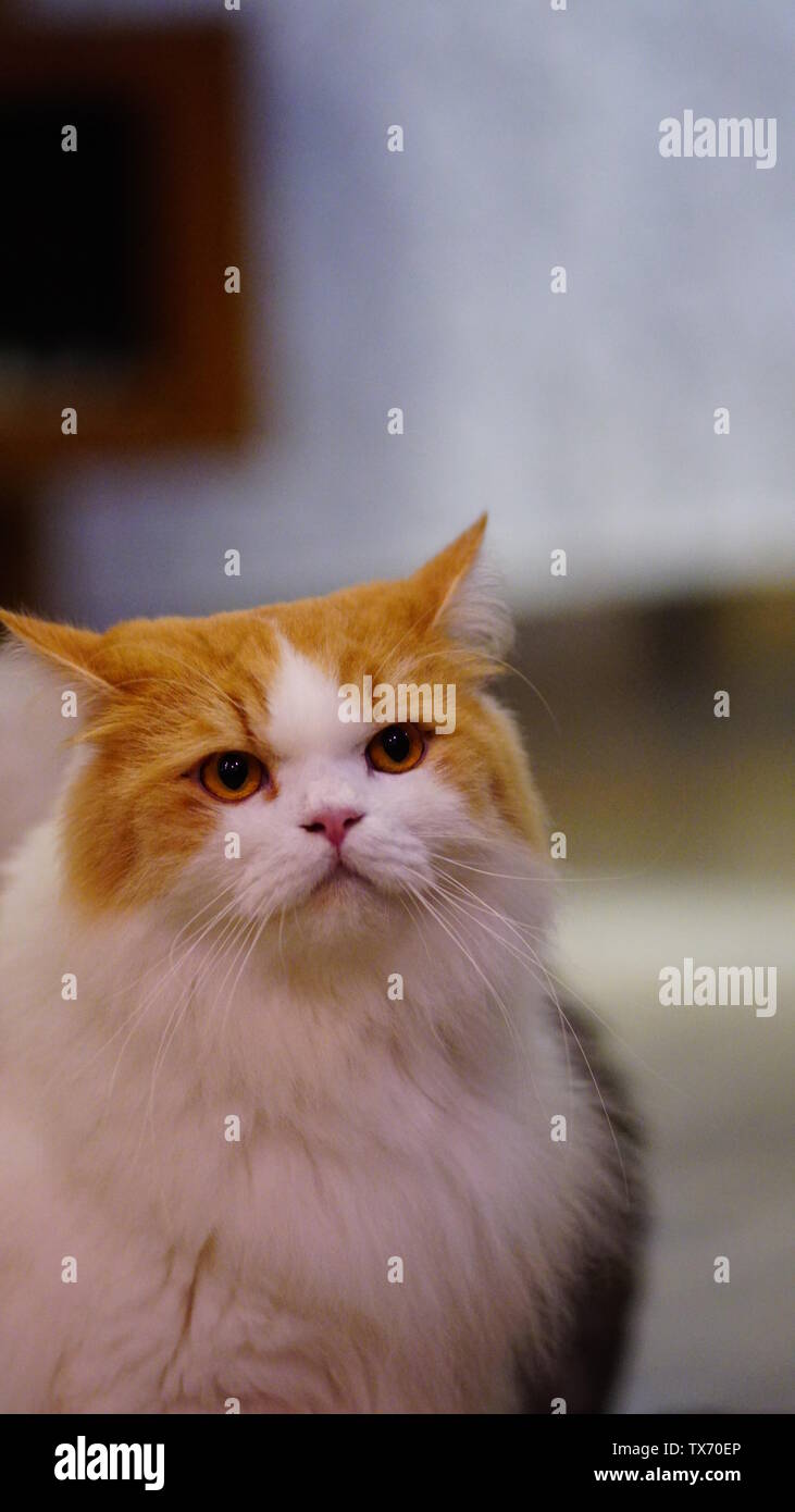 Cat looking around corner hi-res stock photography and images - Alamy