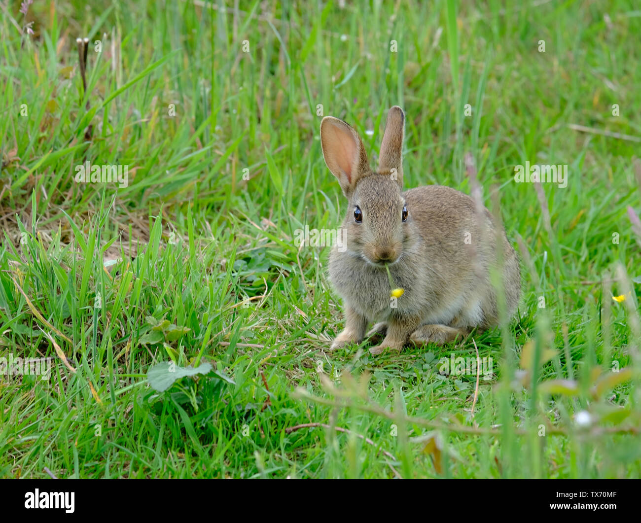 Cute baby animal uk hi-res stock photography and images - Alamy