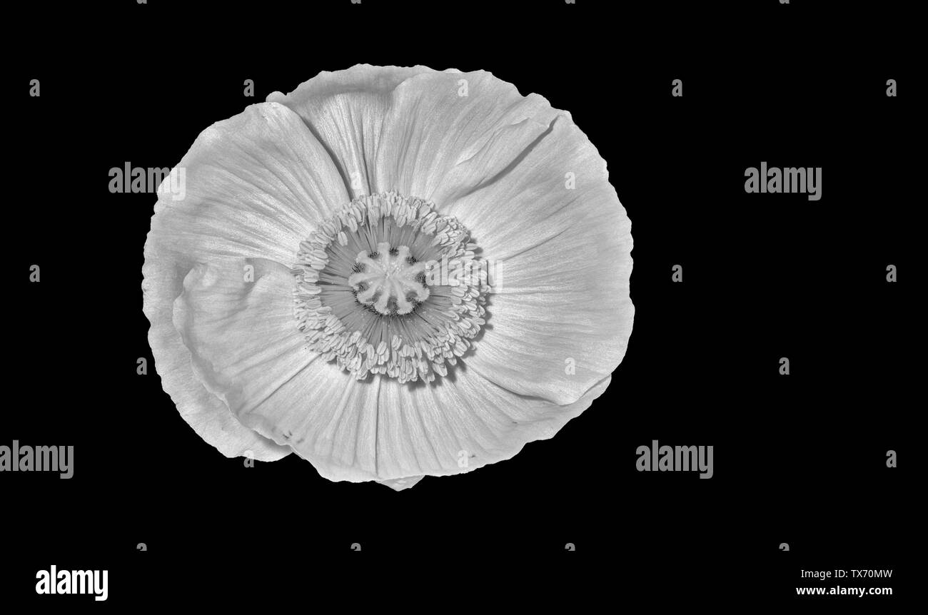 isolated satin/silk poppy monochrome high key macro,black background ...