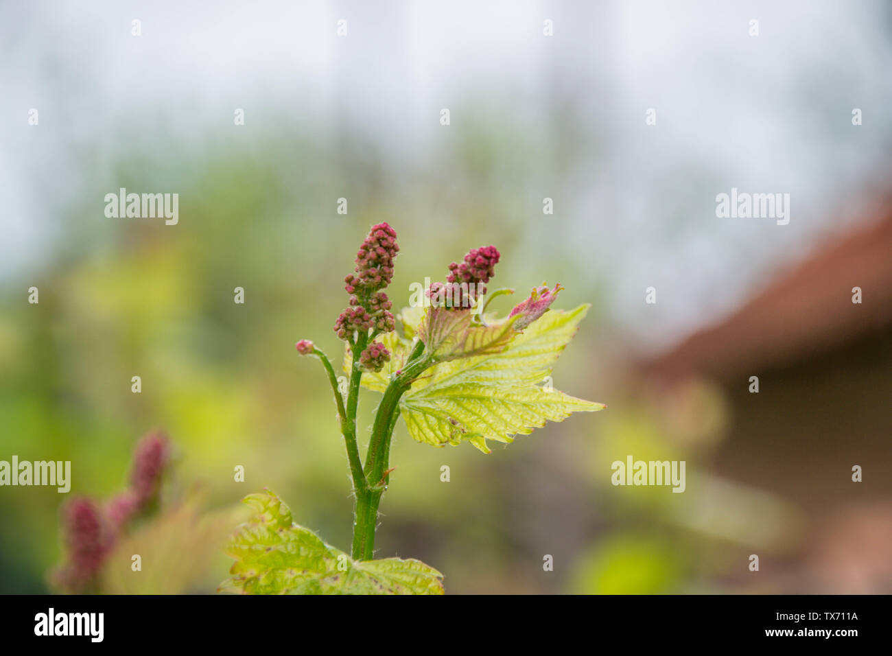 Grape seedlings hi-res stock photography and images - Alamy