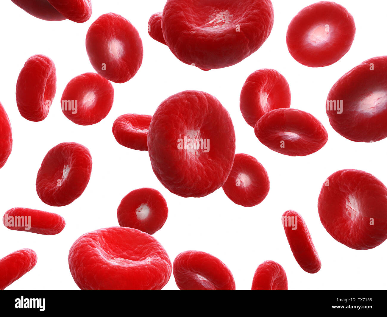 3d rendered medically accurate illustration of human blood cells Stock ...