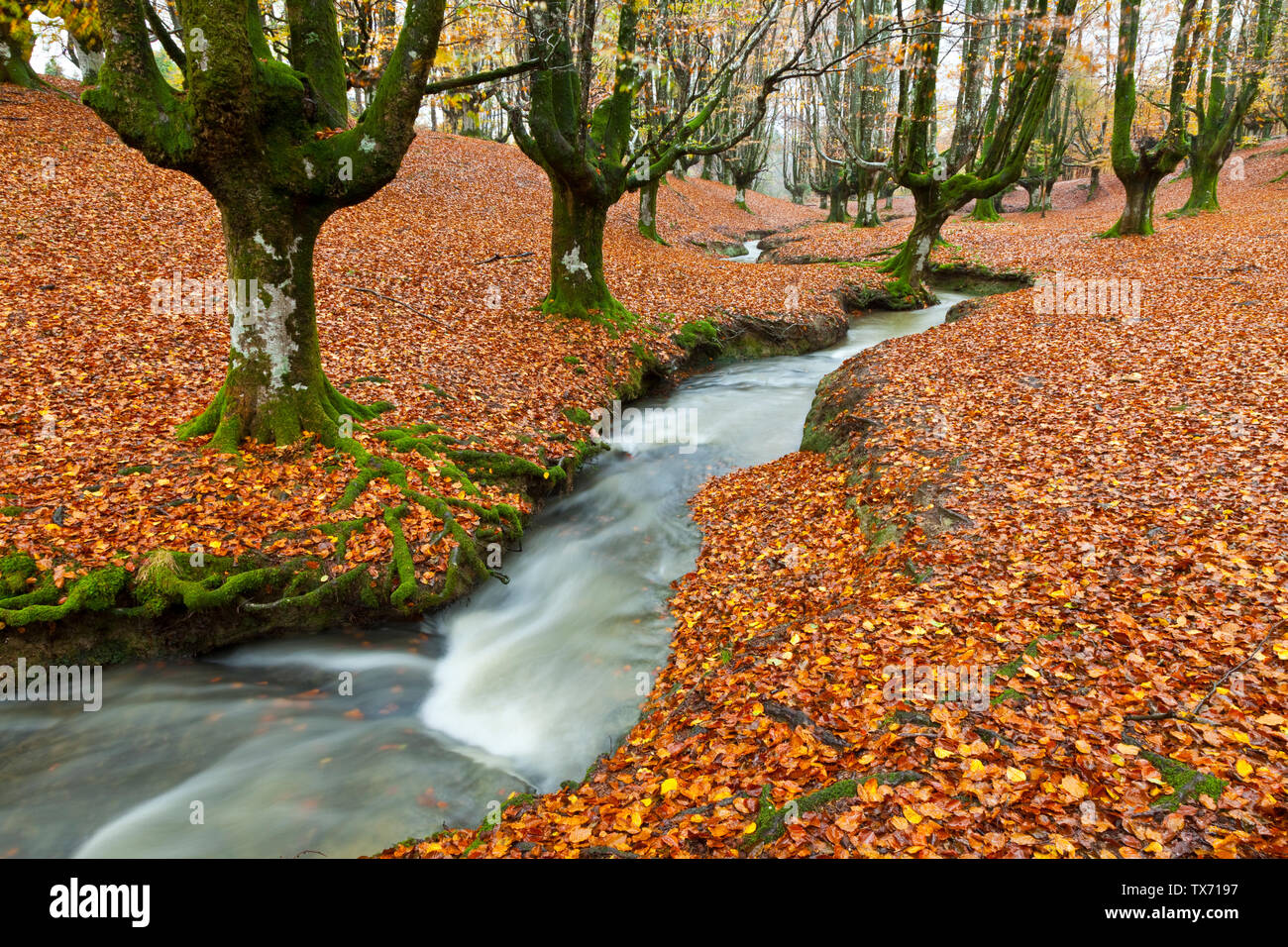 European Beech or Common Beech Forest, Gorbeia Natural Park, Basque ...