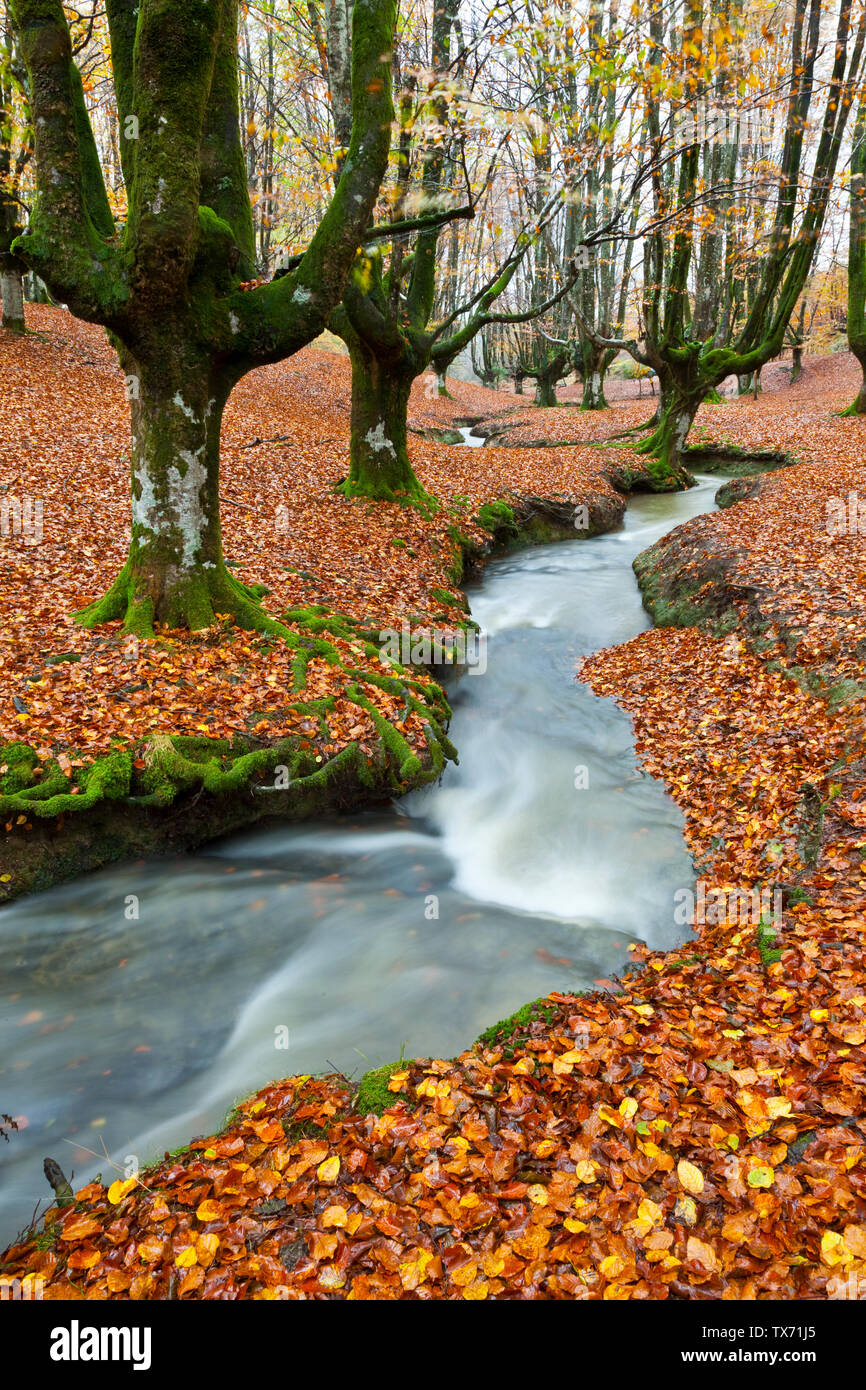 Pais vasco flora hi-res stock photography and images - Alamy