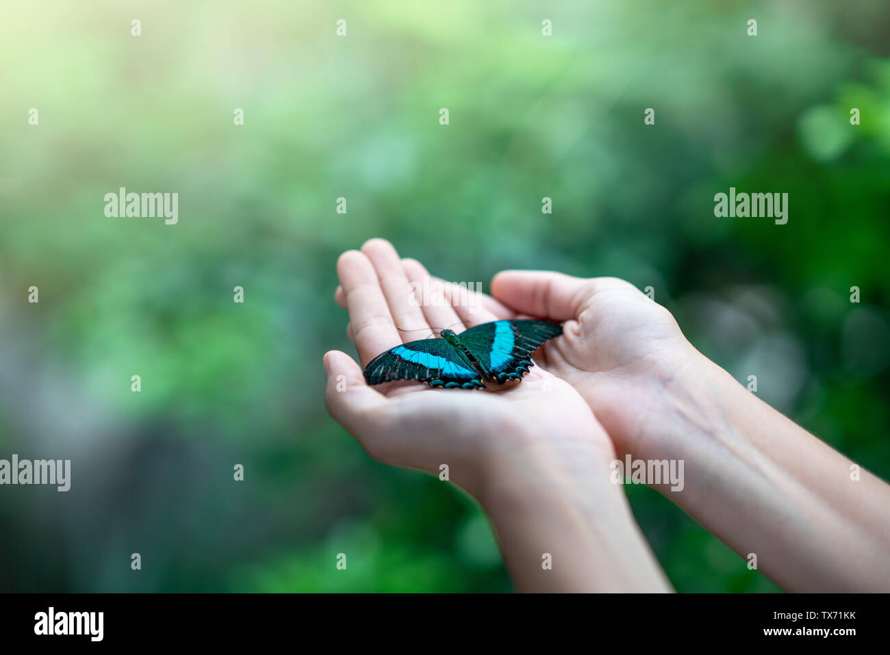 Hand blue butterfly hi-res stock photography and images - Alamy