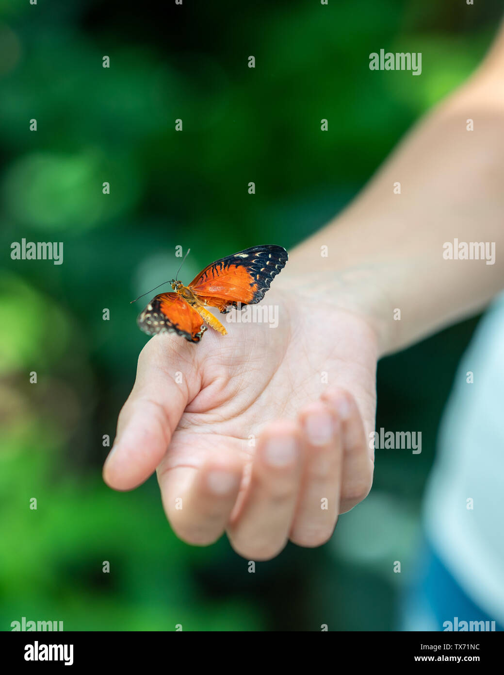 Hand blue butterfly hi-res stock photography and images - Alamy