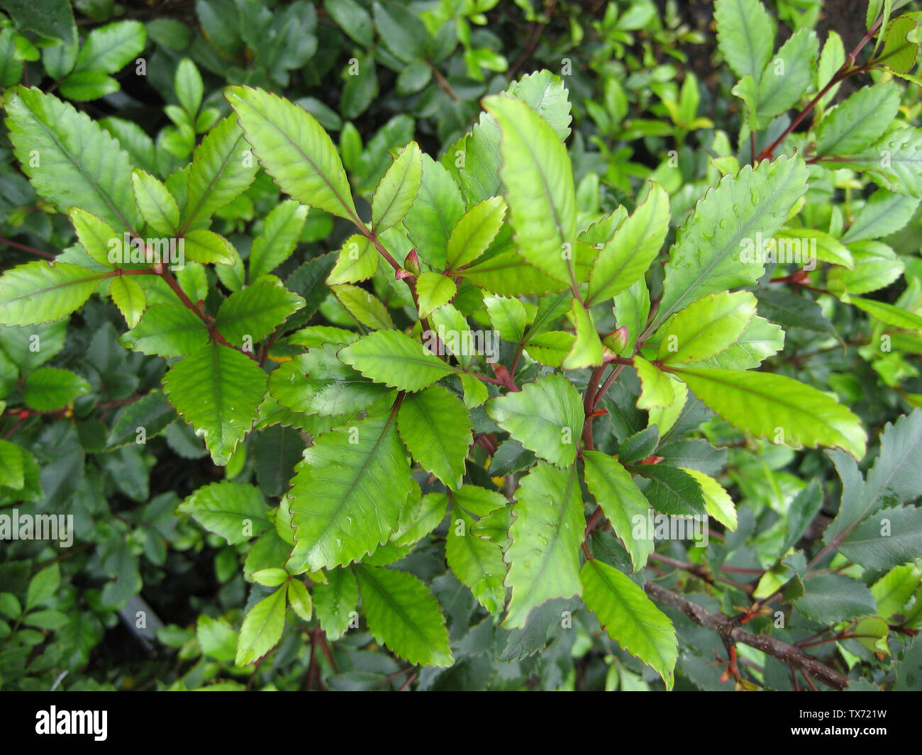 Weinmannia racemosa hi-res stock photography and images - Alamy
