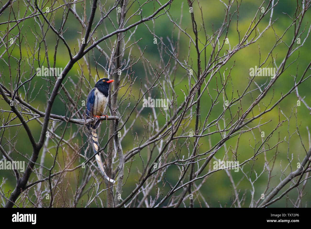 Red-billed long-tailed blue magpie Stock Photo - Alamy