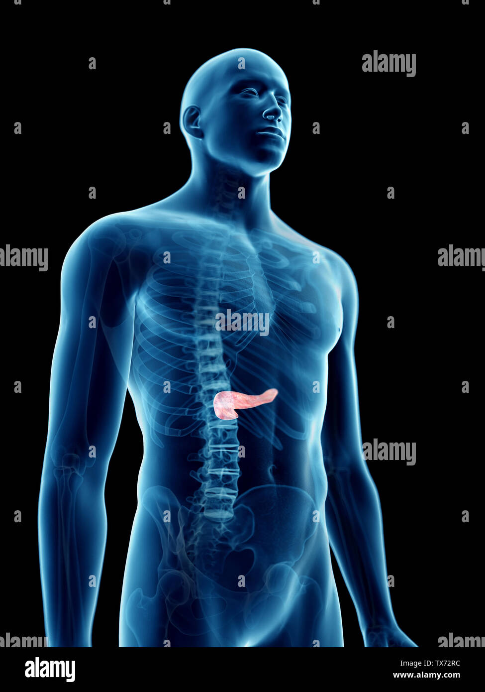 3d rendered medically accurate illustration of a mans pancreas Stock ...