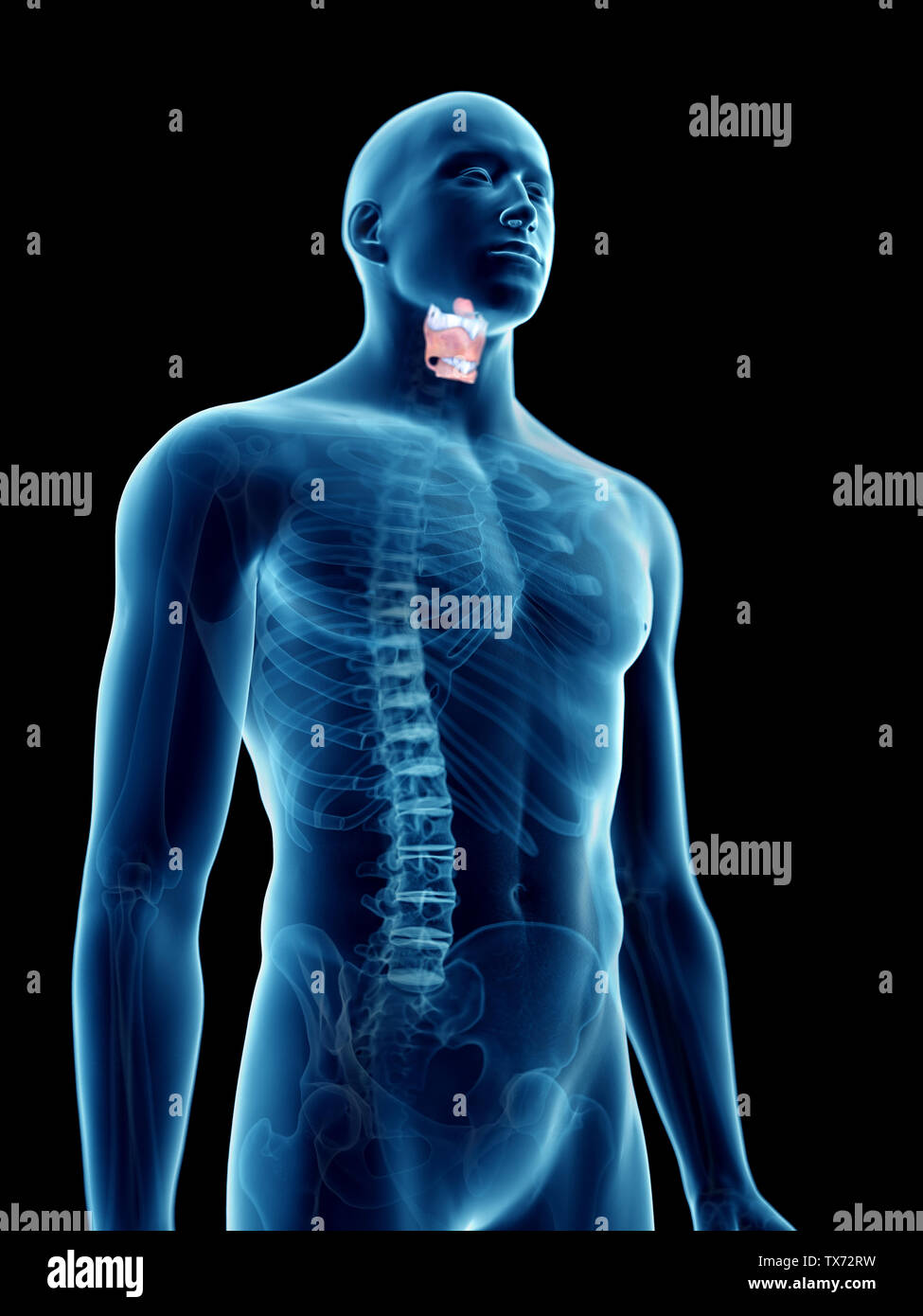 Larynx diagram hi-res stock photography and images - Alamy