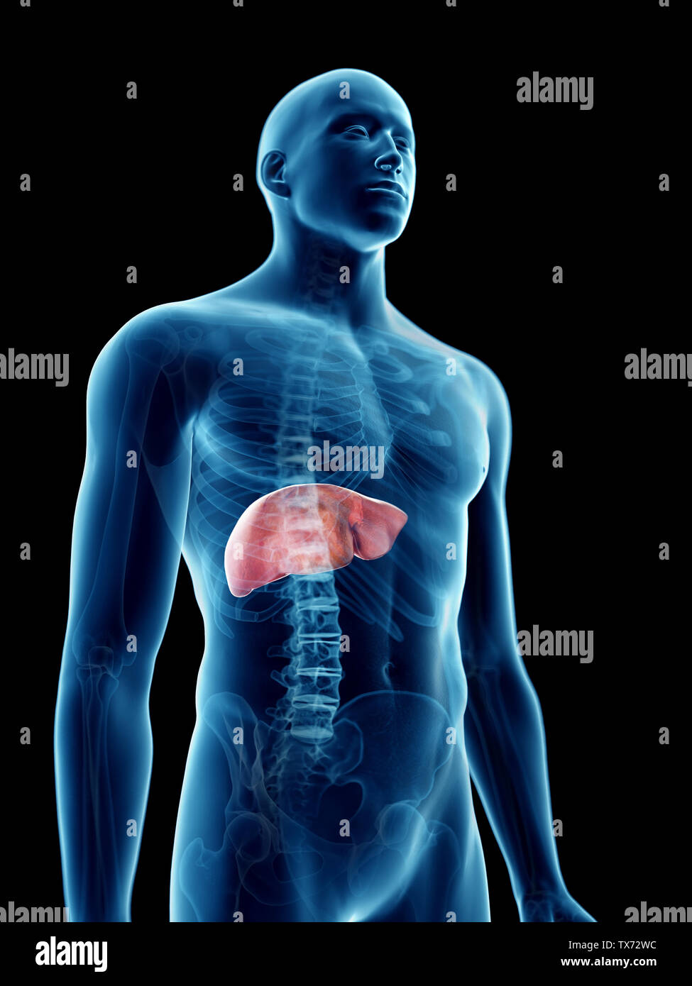3d rendered medically accurate illustration of a mans liver Stock Photo ...
