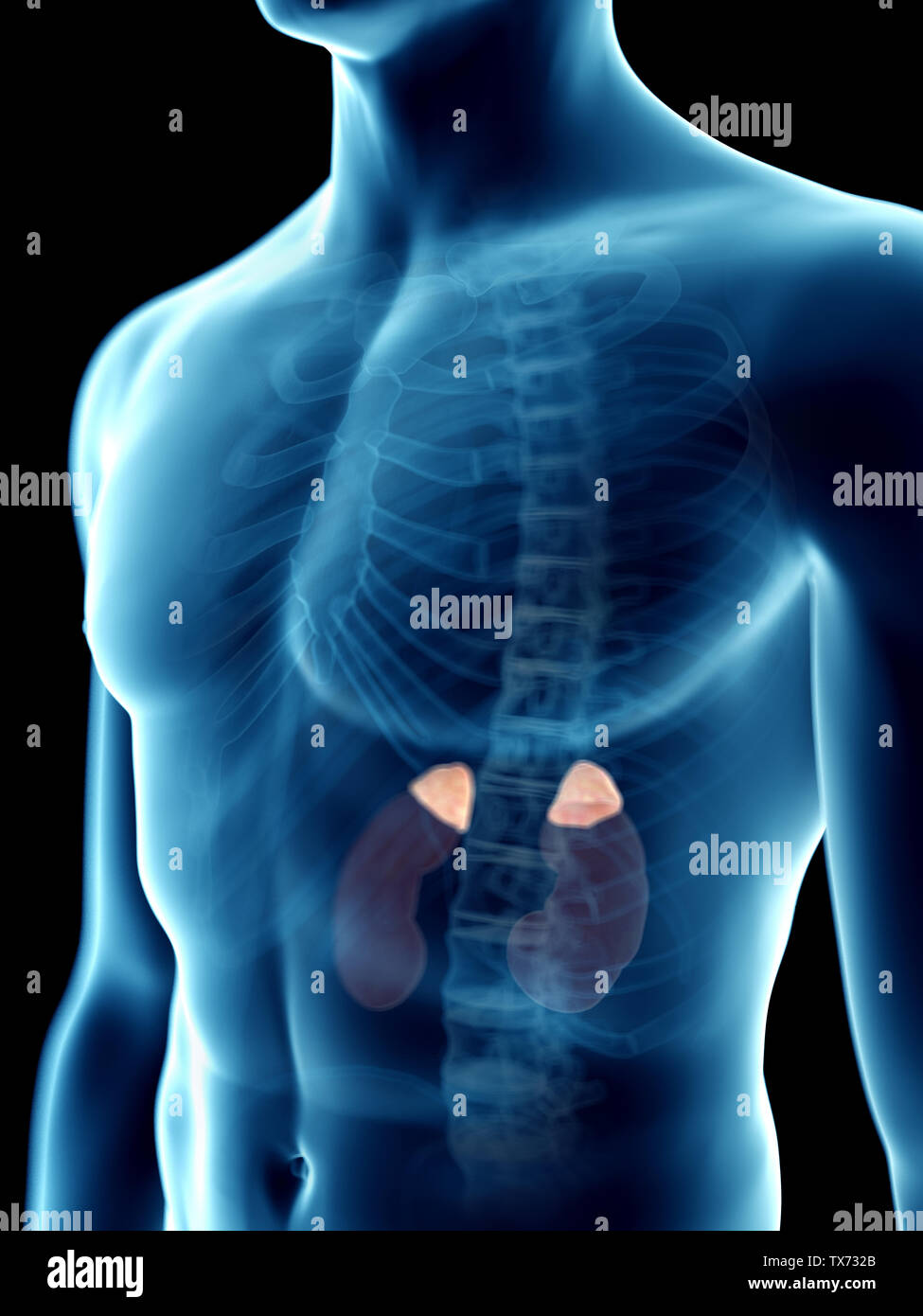 3d rendered medically accurate illustration of a mans adrenal glands ...
