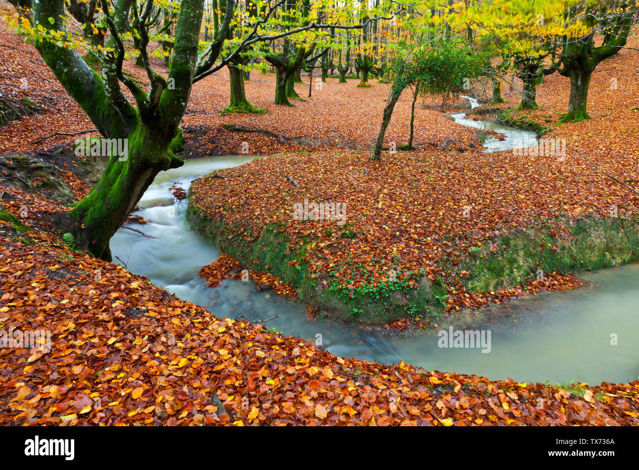 European Beech or Common Beech Forest, Gorbeia Natural Park, Basque ...