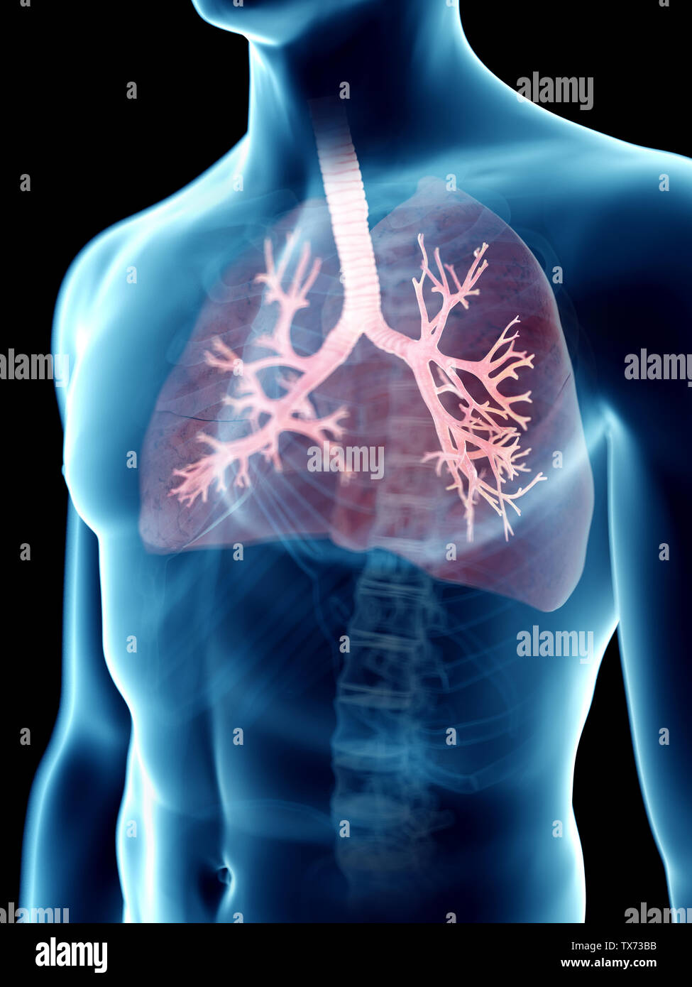 3d rendered medically accurate illustration of a mans bronchi Stock ...