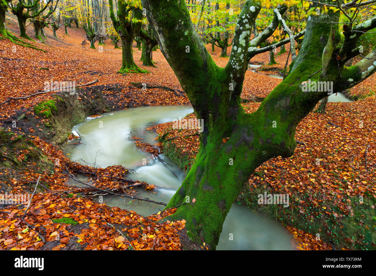 European Beech or Common Beech Forest, Gorbeia Natural Park, Basque ...