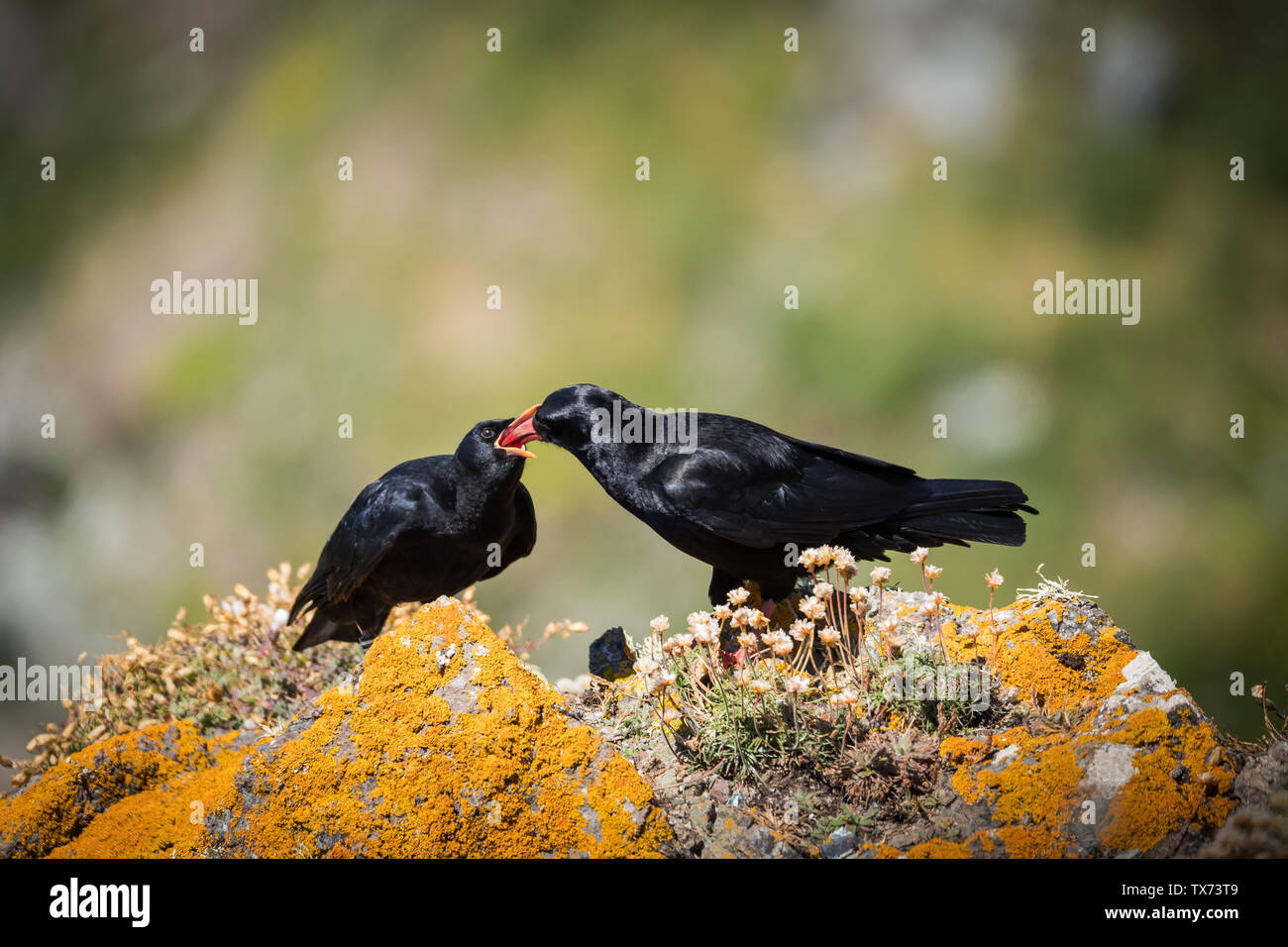 Adult Cornish Chough feeding one of its young Stock Photo - Alamy