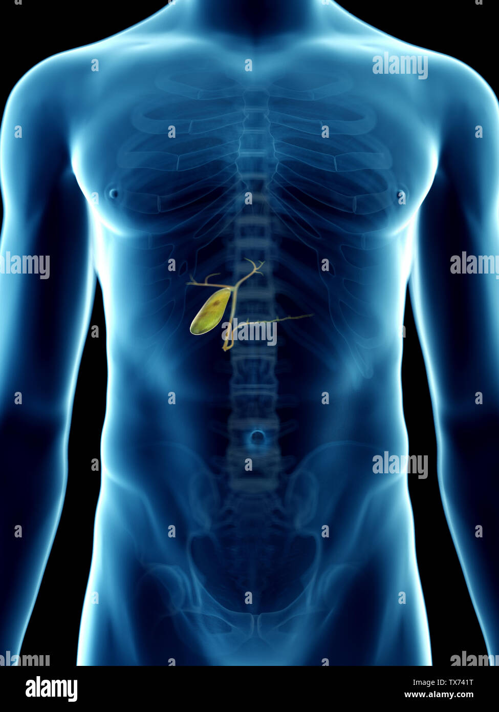 3d rendered medically accurate illustration of a mans gallbladder Stock ...