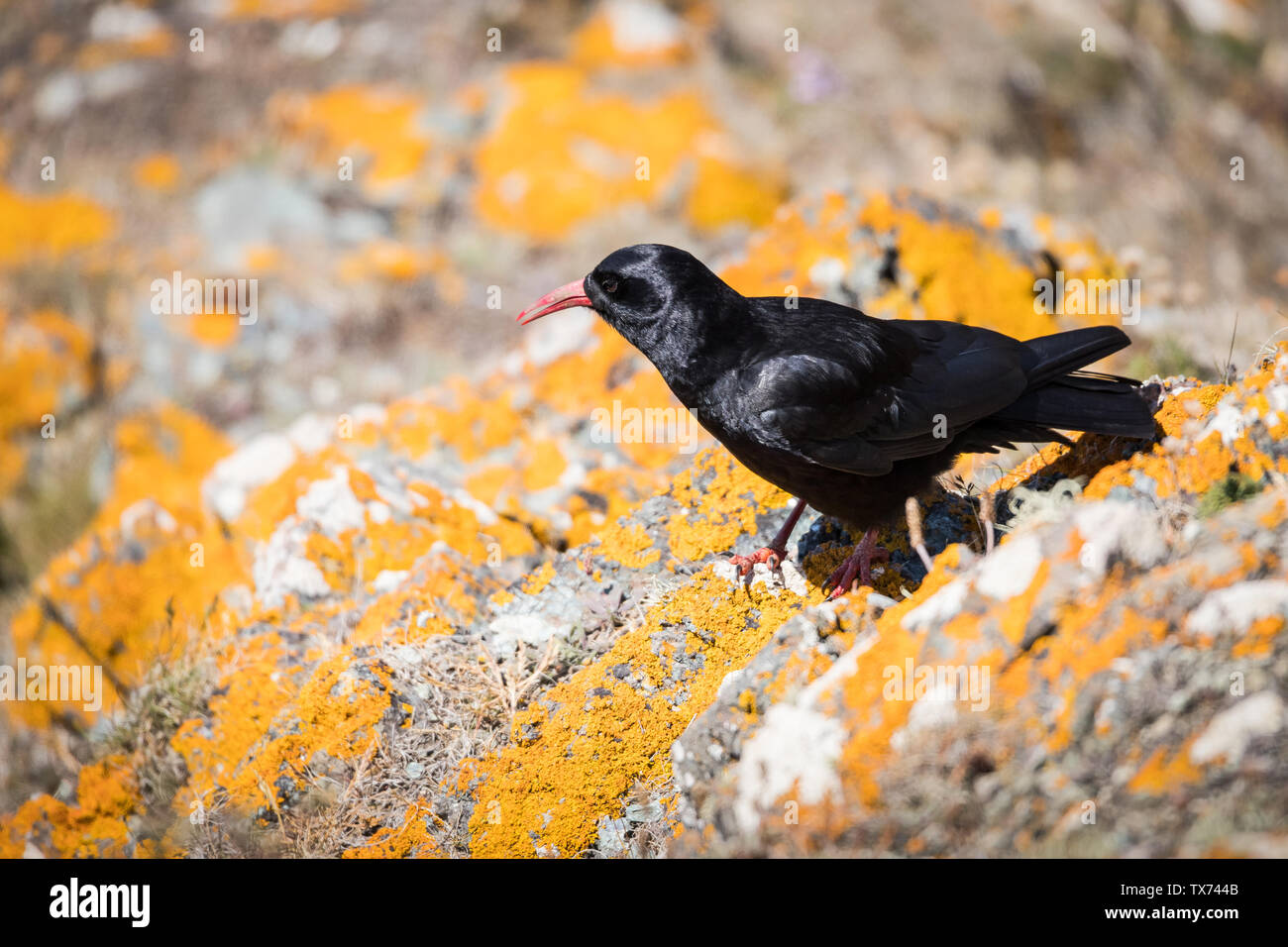 Cornish coat of arms hi-res stock photography and images - Alamy