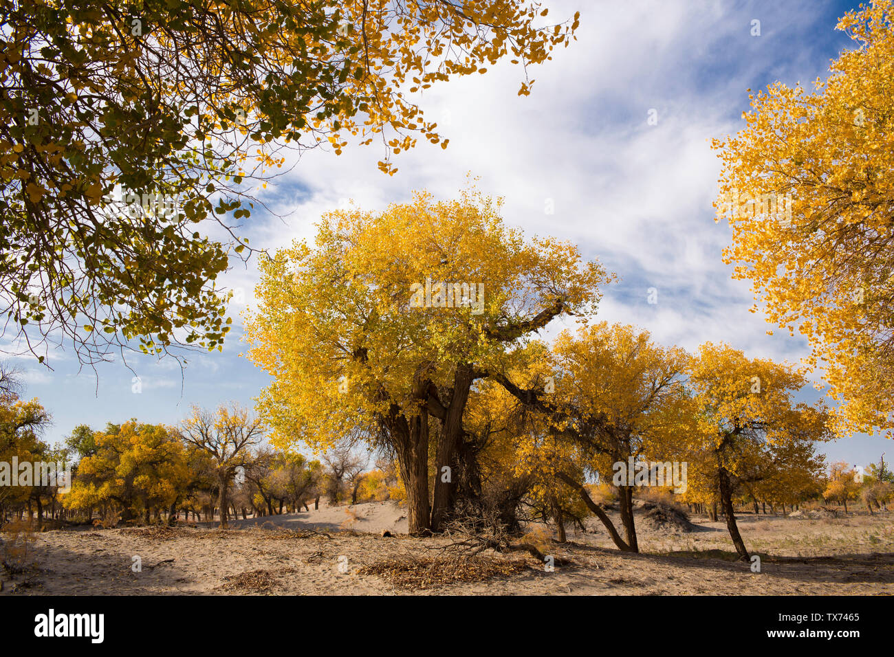 Hu yang and hu yang lin hi-res stock photography and images - Alamy