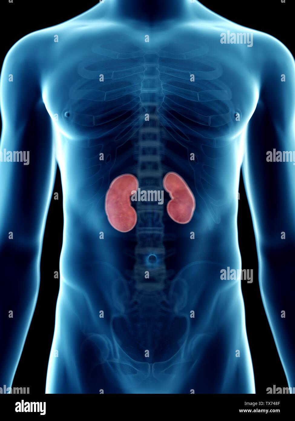 3d rendered medically accurate illustration of a mans kidneys Stock ...