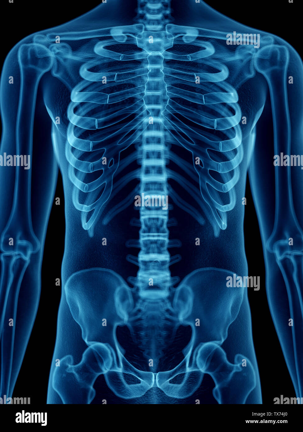Upper body skeleton hi-res stock photography and images - Alamy