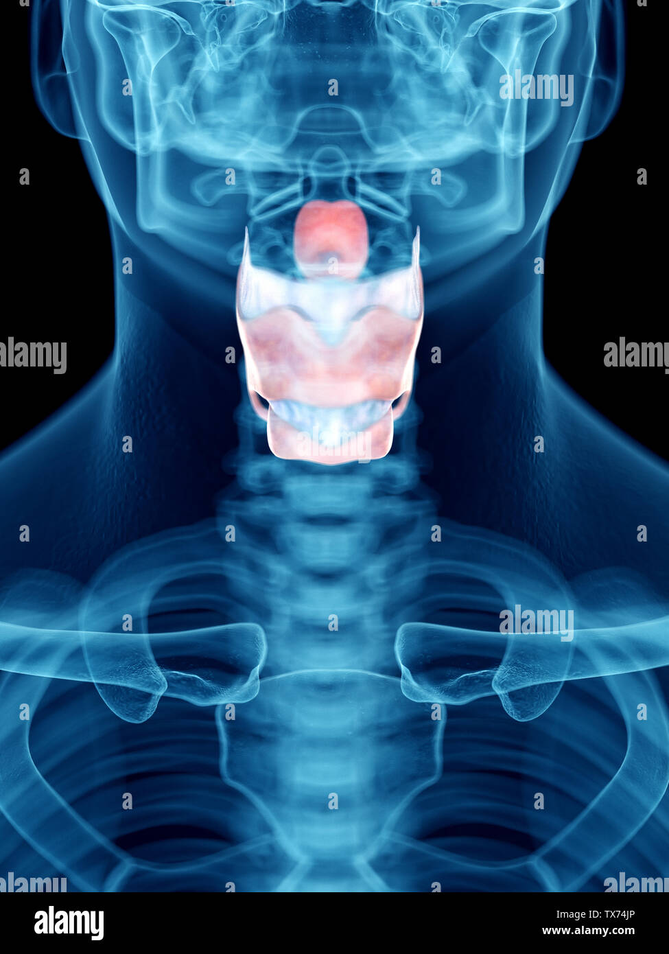 3d rendered medically accurate illustration of a mans larynx Stock ...