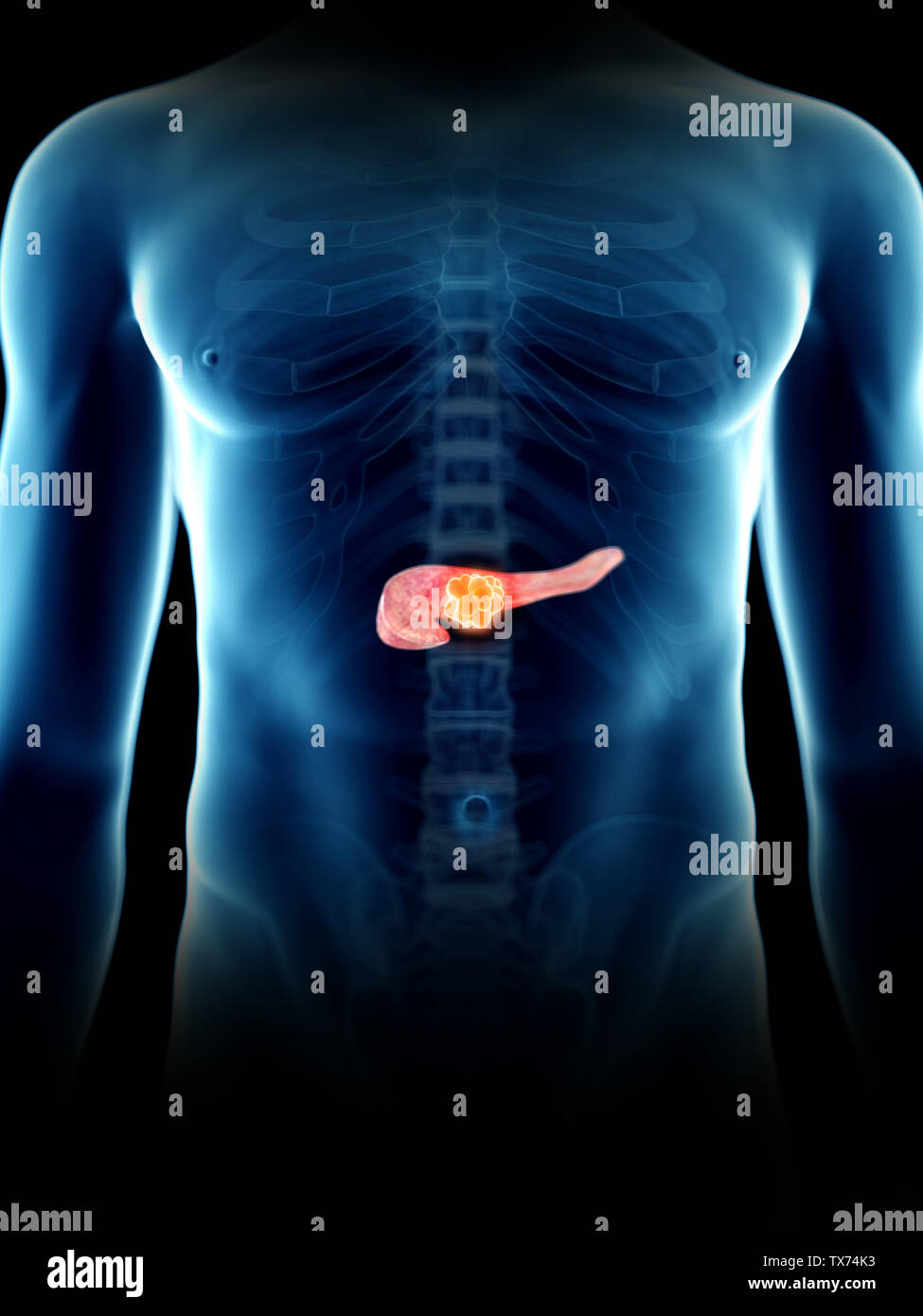 Glandular system diagram hi-res stock photography and images - Alamy