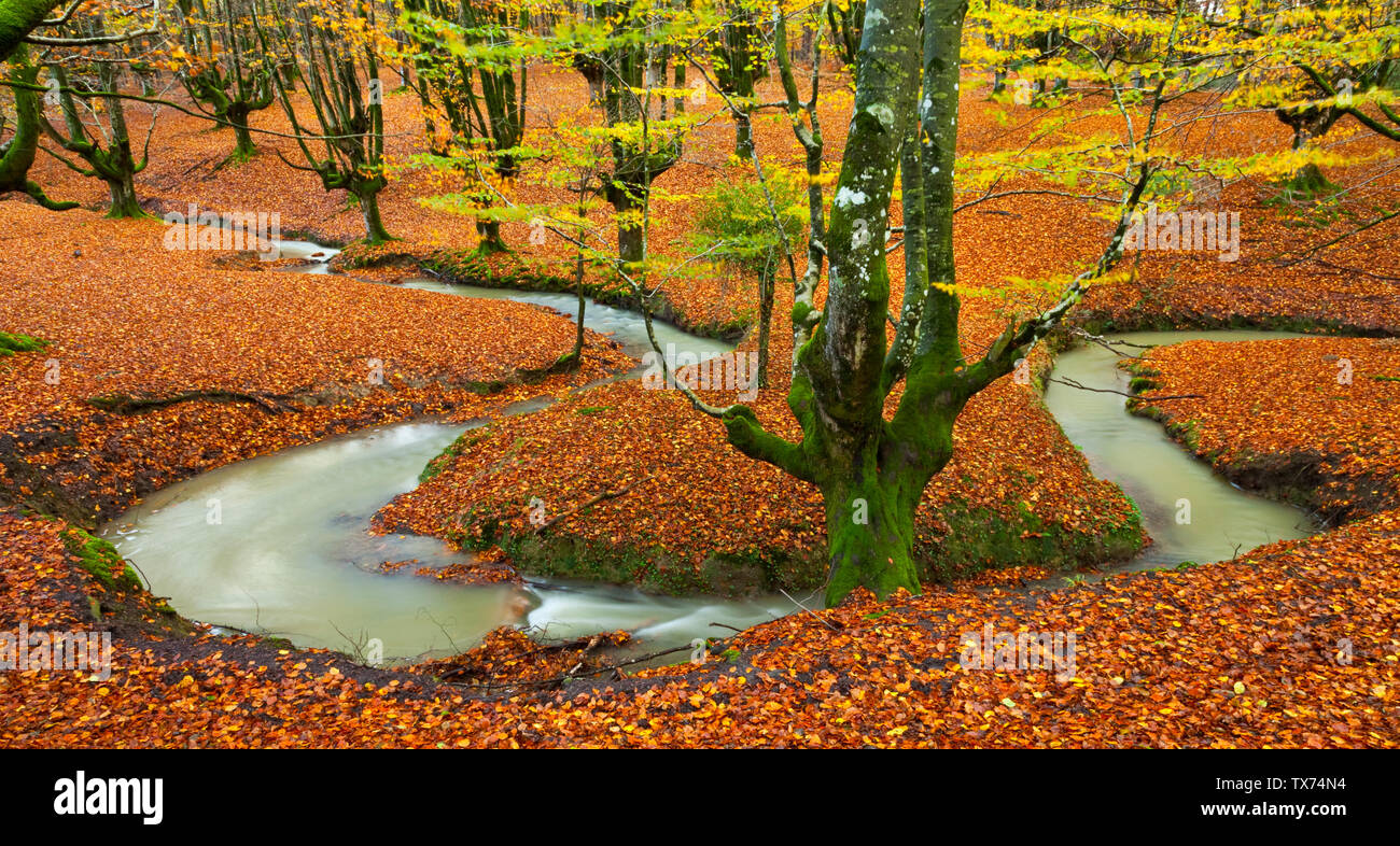 European Beech or Common Beech Forest, Gorbeia Natural Park, Basque ...