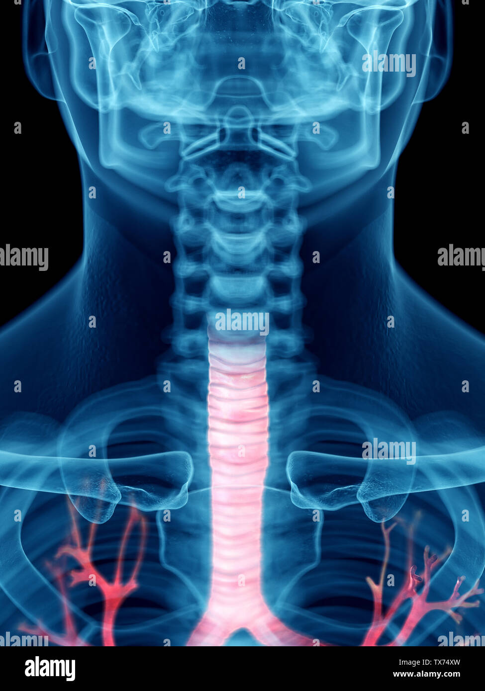 3d rendered medically accurate illustration of a mans trachea Stock ...