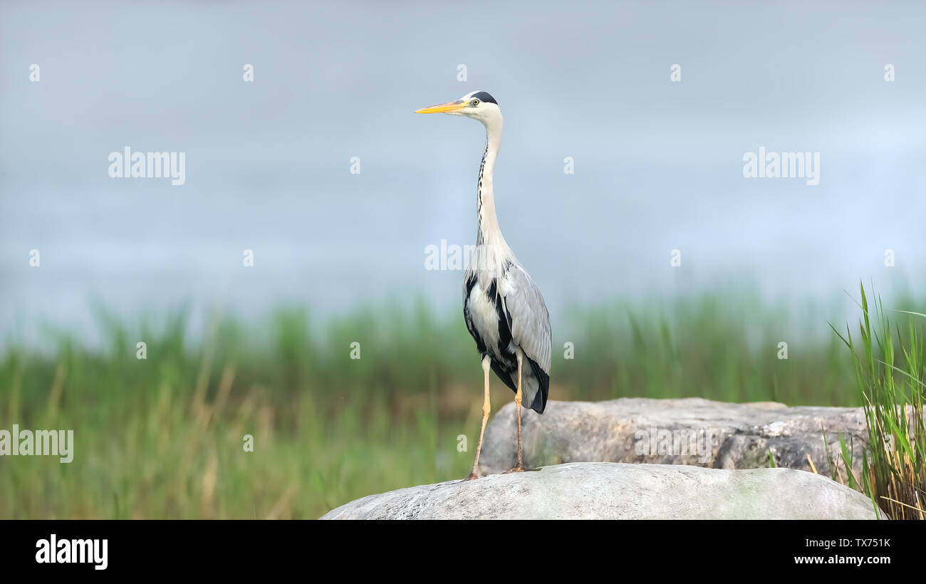 The elves of the animal world Stock Photo - Alamy