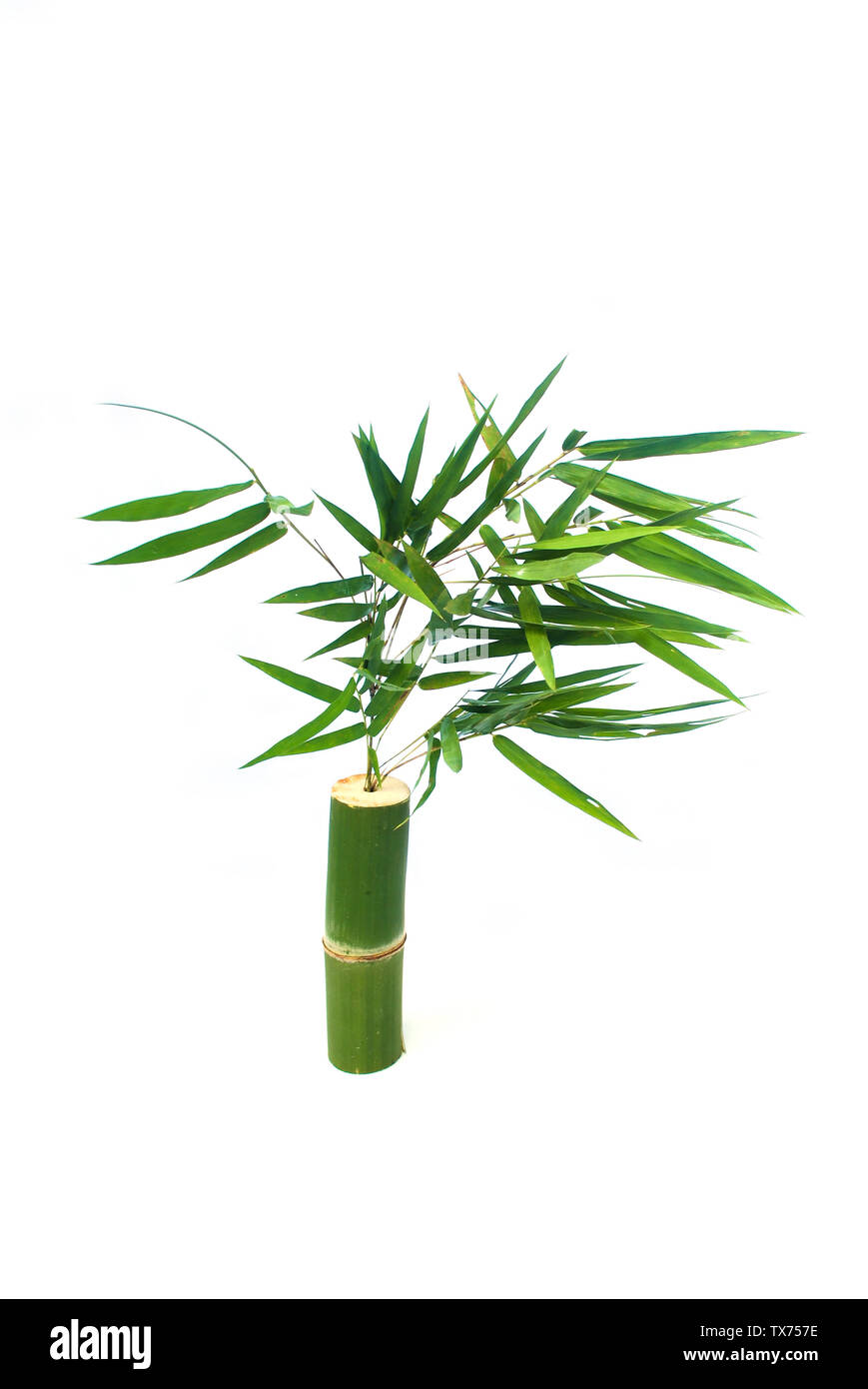 Sunlight bamboo Cut Out Stock Images & Pictures - Alamy