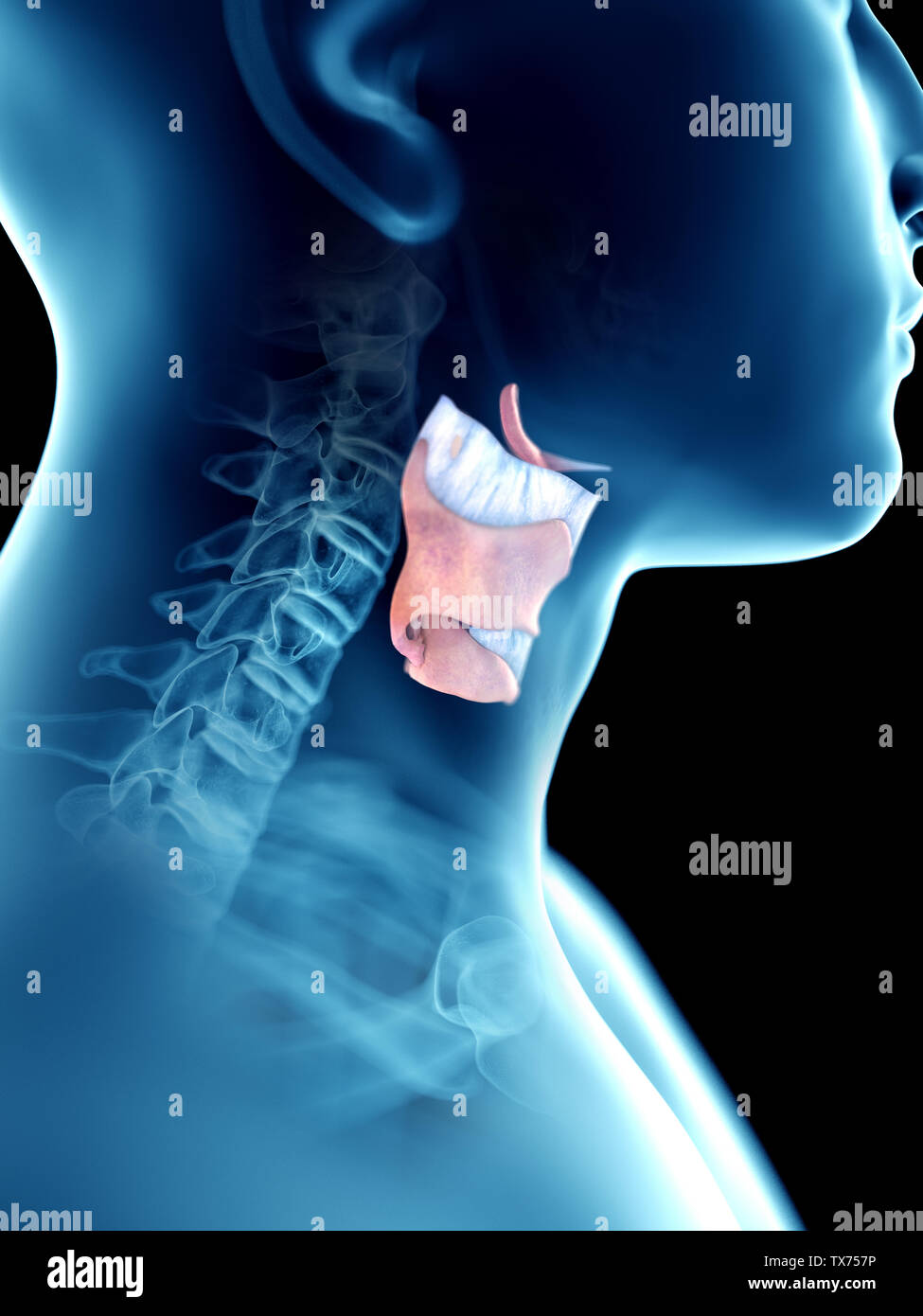 Larynx anatomical diagram hi-res stock photography and images - Alamy