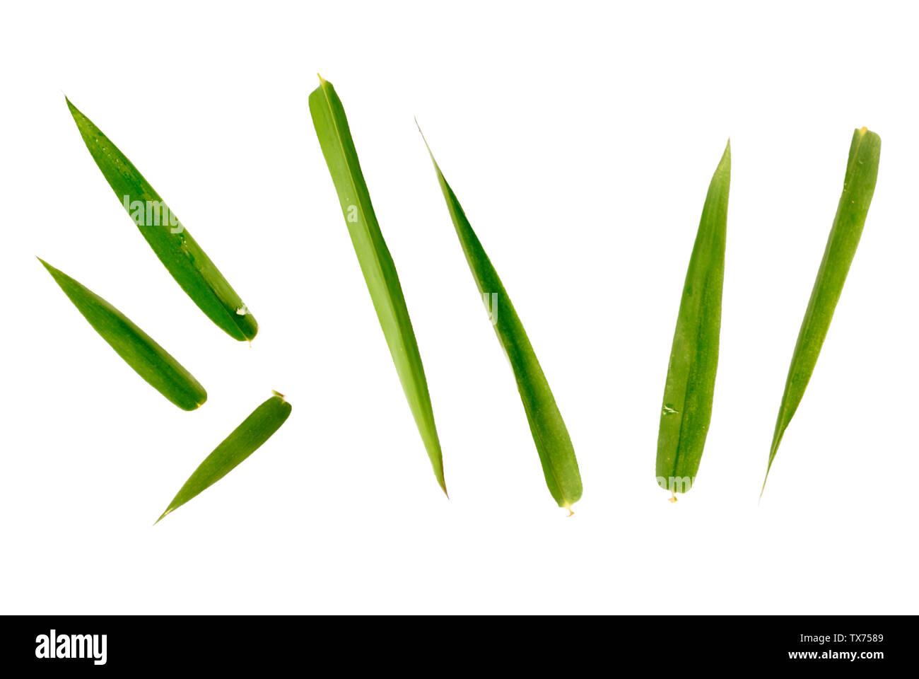 Grove of bamboo Cut Out Stock Images & Pictures - Alamy