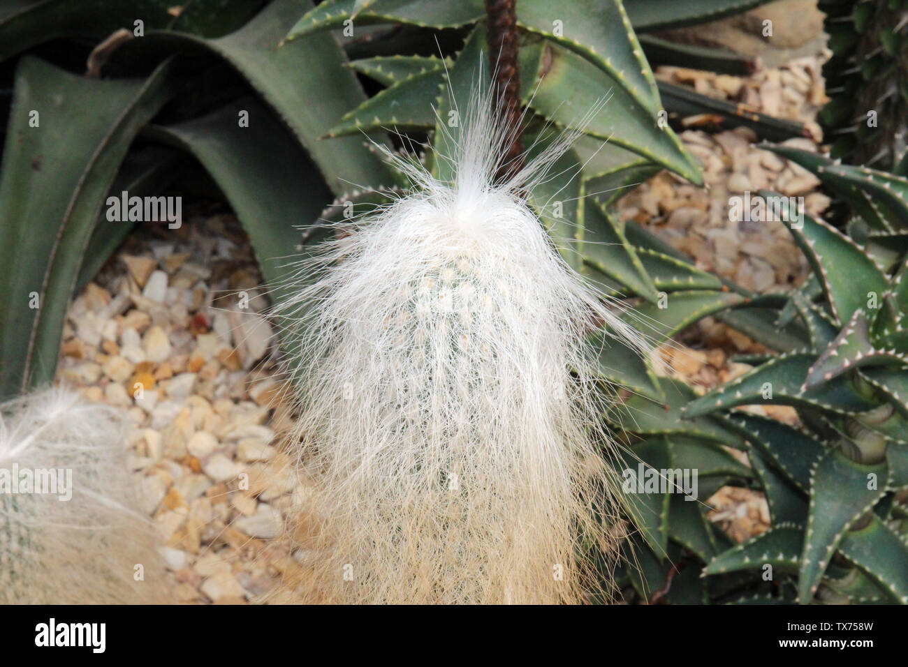 Old man cactus hi-res stock photography and images - Alamy