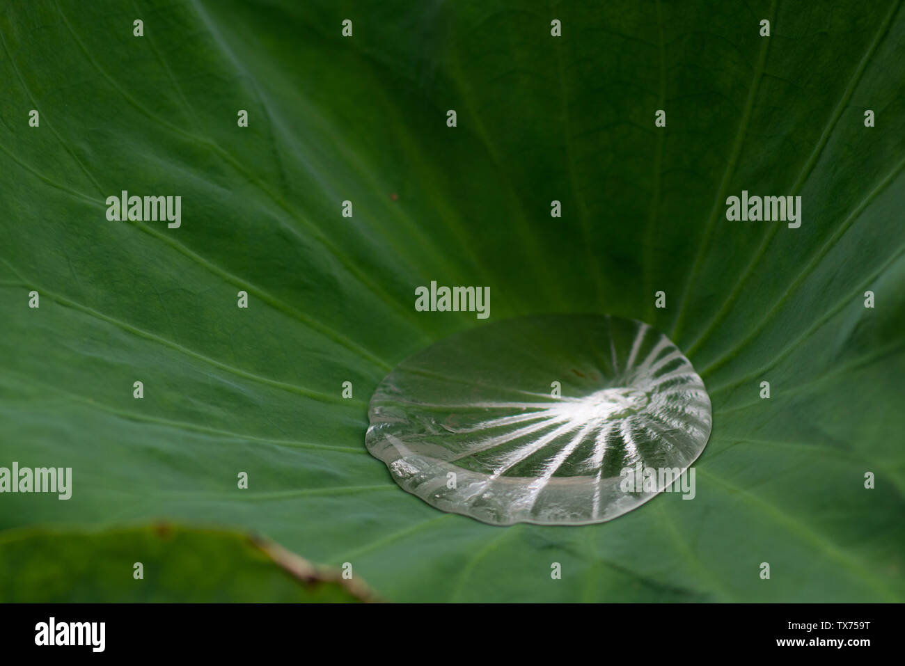 Lotus leaf water Stock Photo - Alamy